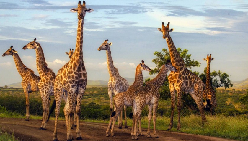 South African Safari for Two - CharityStars